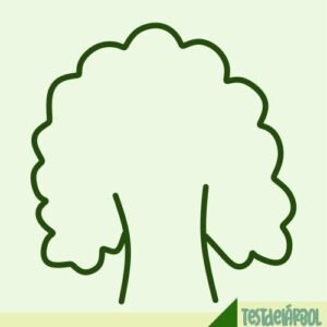 El SIGNIFICADO De La COPA En El TEST Del ÁRBOL 🌳