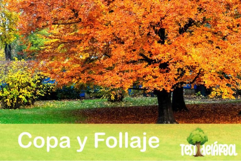 El SIGNIFICADO De La COPA En El TEST Del ÁRBOL 🌳