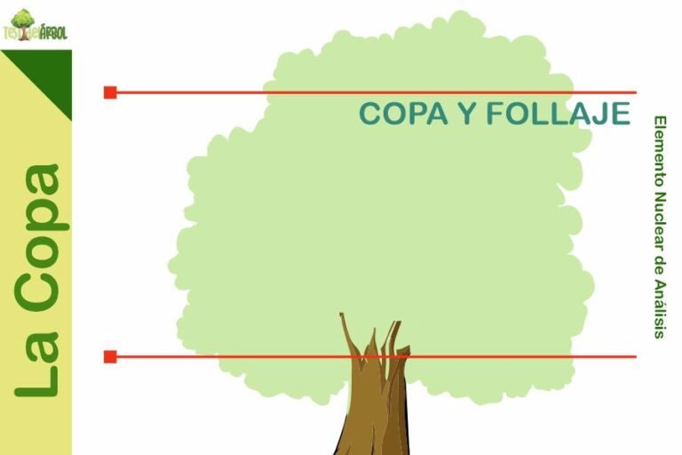 El SIGNIFICADO De La COPA En El TEST Del ÁRBOL 🌳